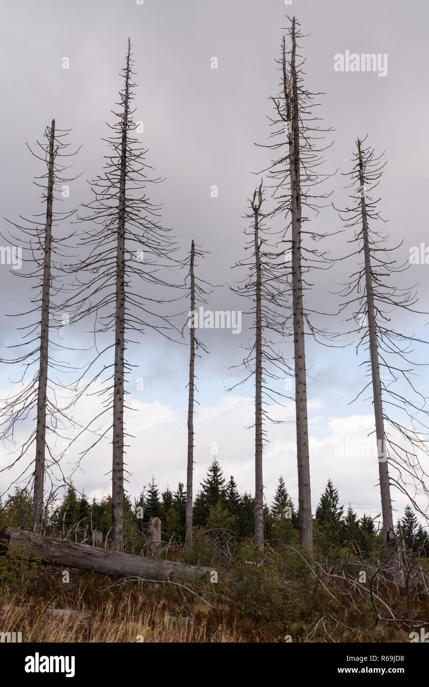 Bare Trees After Bark Beetle Infestation In The Bavarian Forest Stock ...