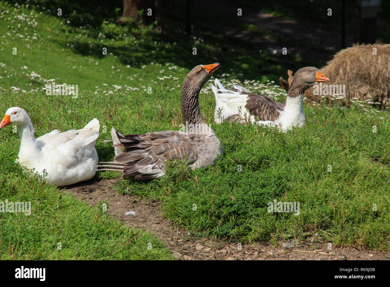 Goose like birds hi-res stock photography and images - Alamy
