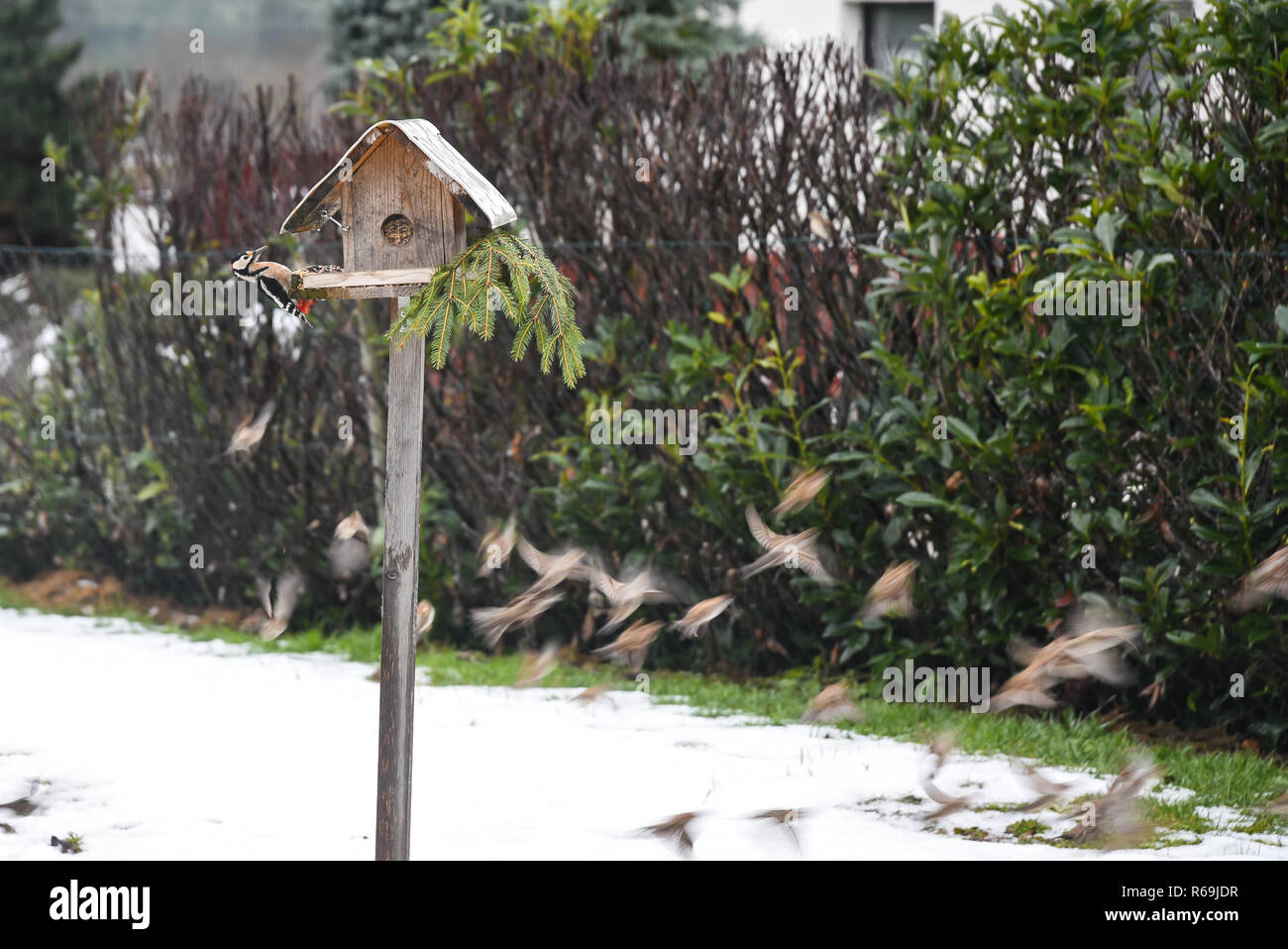 Great Spotted Woodpecker At The Aviary In Winter, Sparrows Flying Away ...