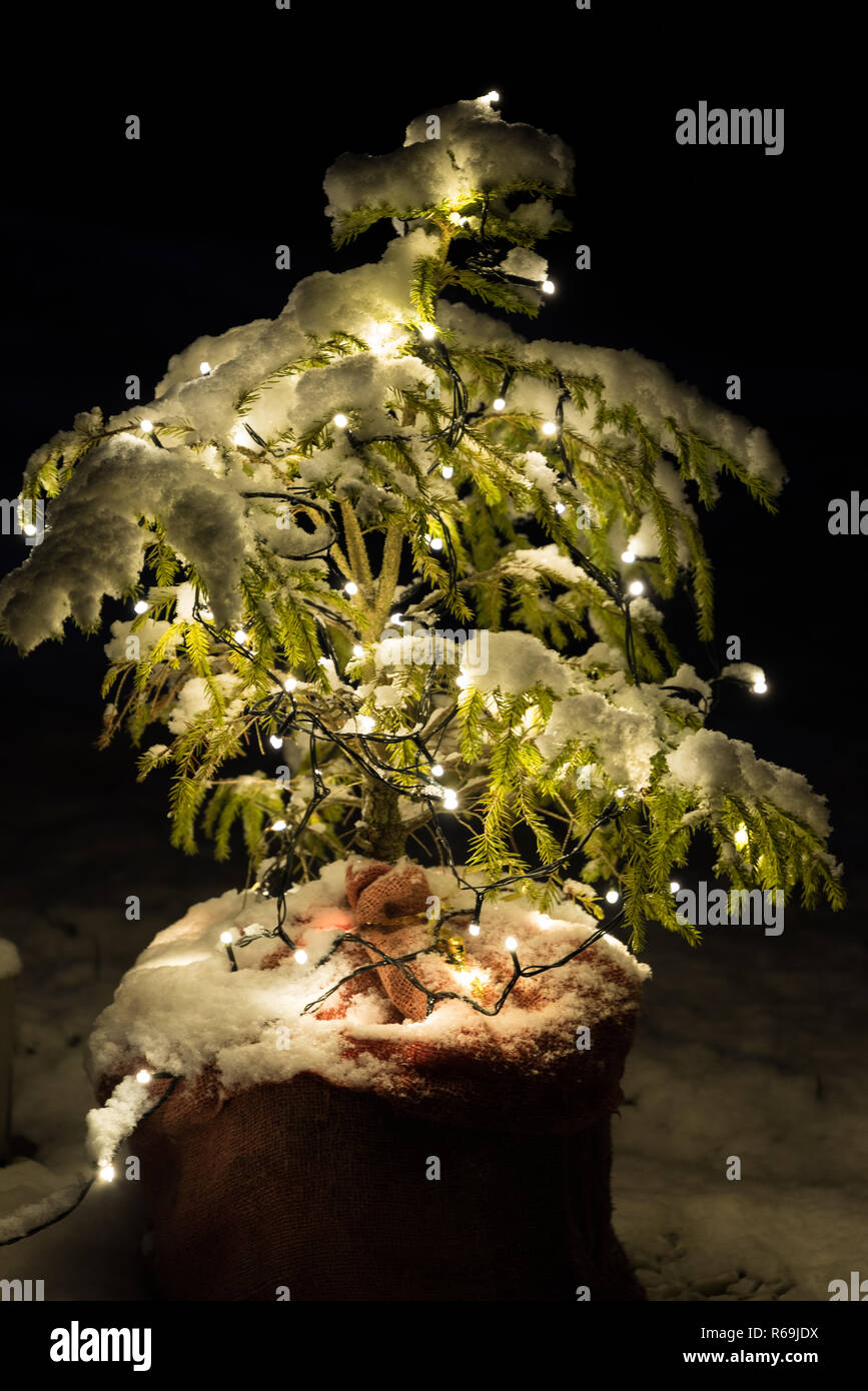 Electrically Lit Christmas Tree Snowy In The Garden Stock Photo - Alamy