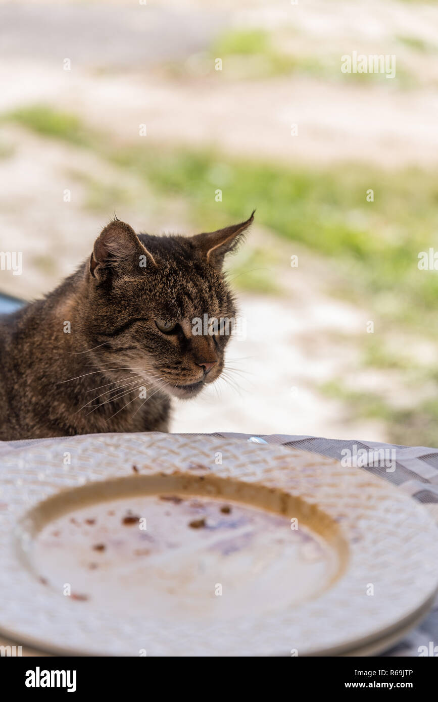 Gray Cat In Front Of The Empty Plate Stock Photo - Alamy
