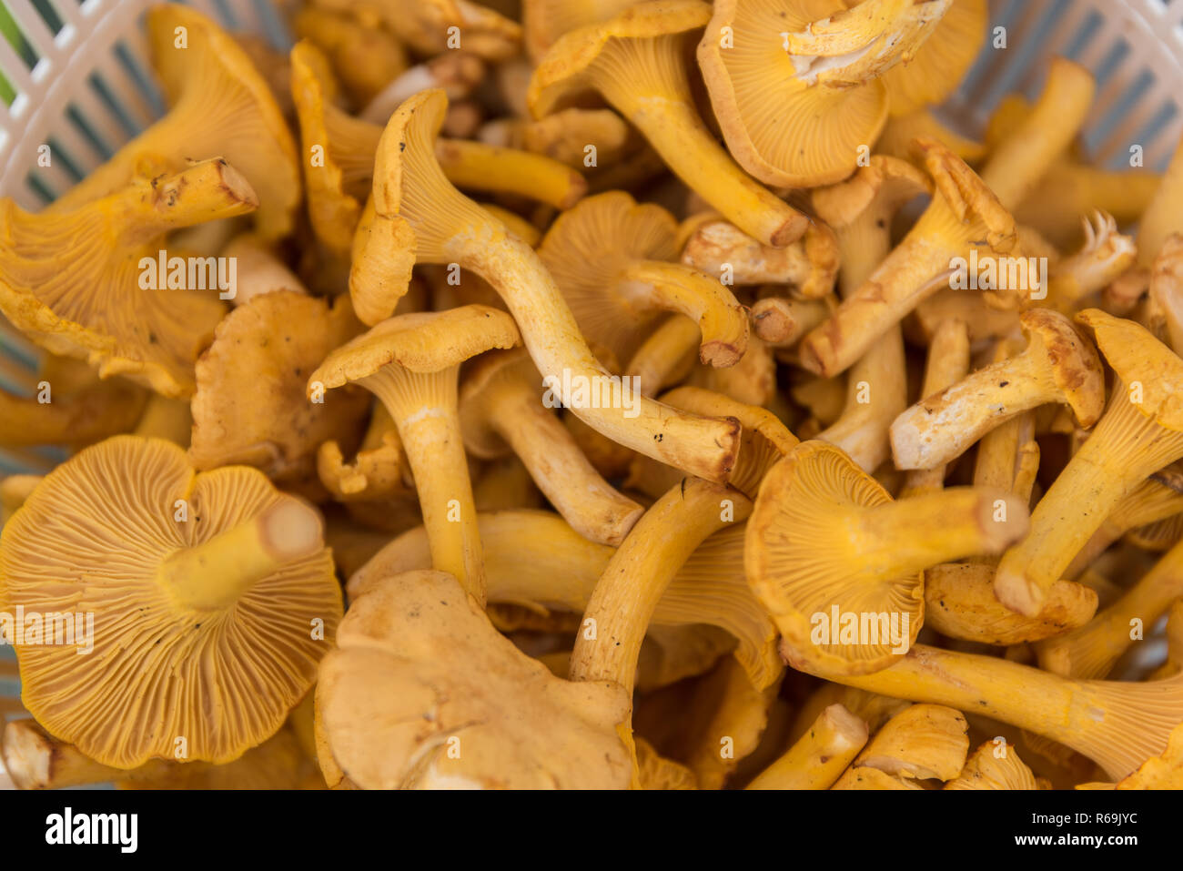 Pfifferlinge hi-res stock photography and images - Alamy