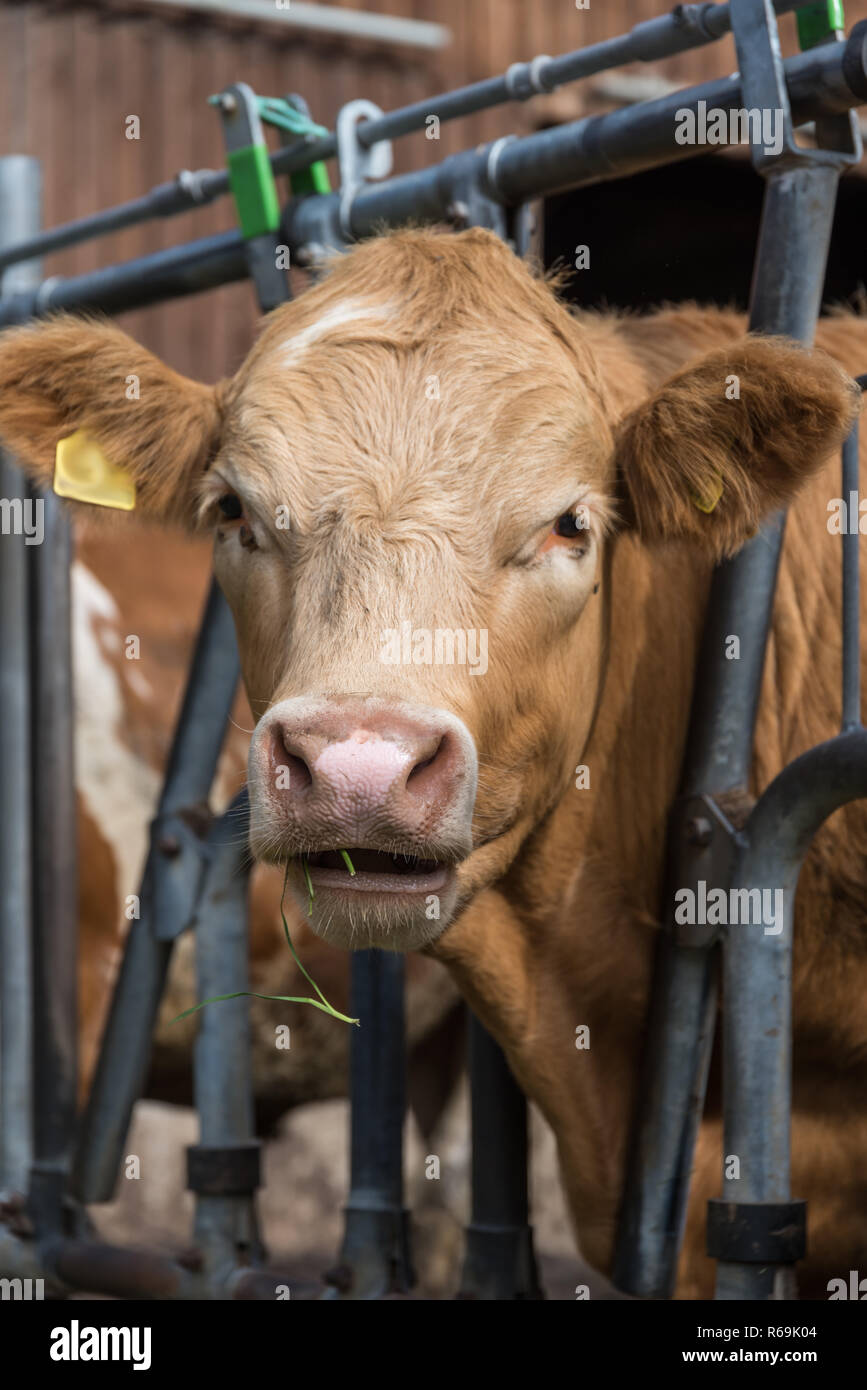 A Cow Eats Green Fodder In A Cow Barn Outdoors Stock Photo - Alamy