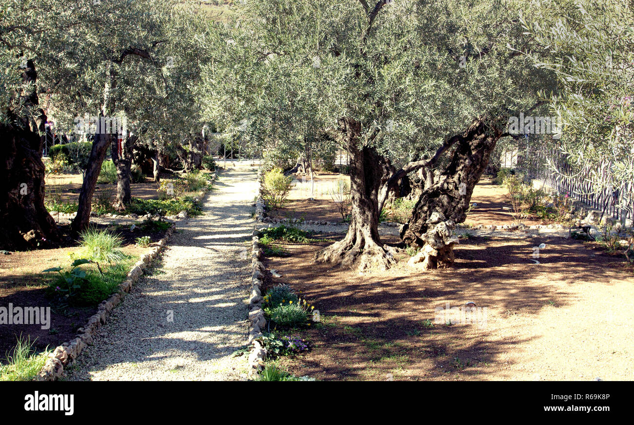Olive tree israel palestine hi-res stock photography and images - Alamy