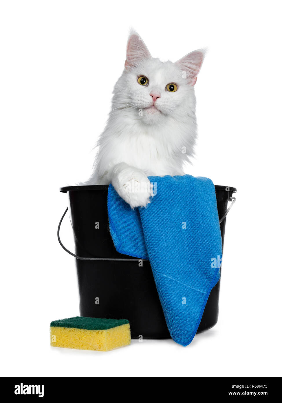 Solid white adult Maine Coon sitting in black bucket with sponge and ...
