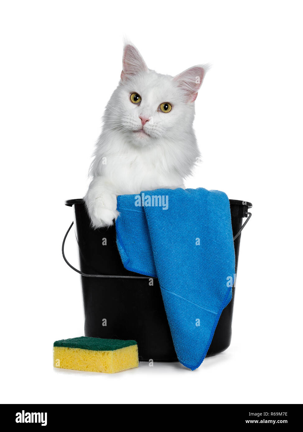 Solid white adult Maine Coon sitting in black bucket with sponge and ...