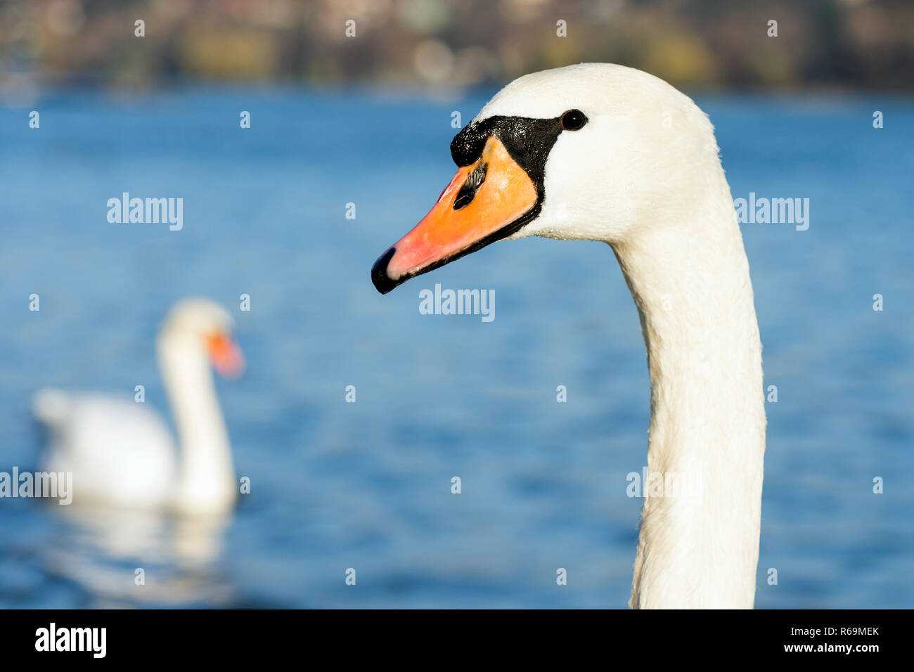 white swan head Stock Photo - Alamy