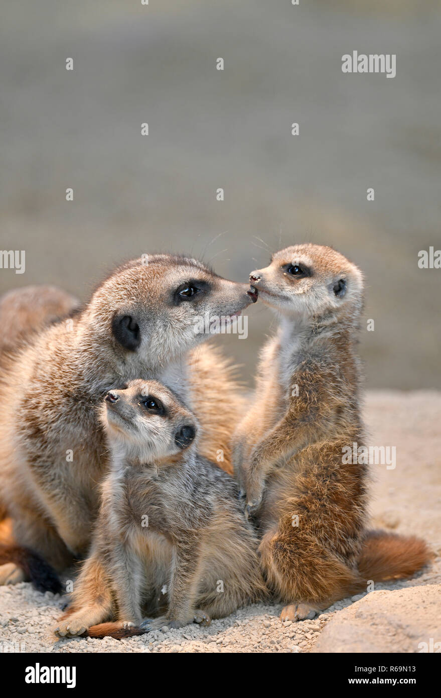 Meerkat (Suricata suricatta), young animals, 9 weeks, with mother ...
