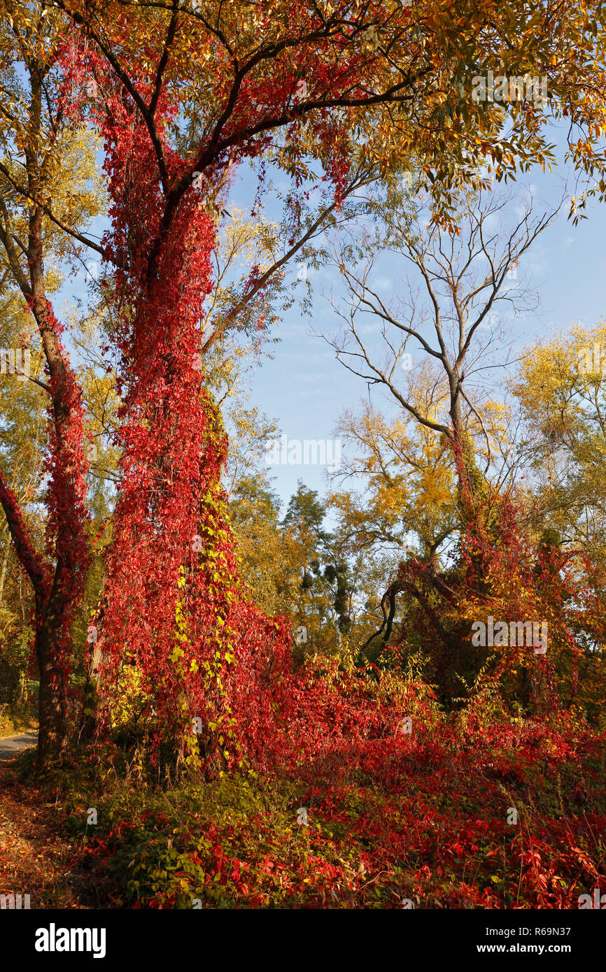 Vines on a tree hi-res stock photography and images - Alamy