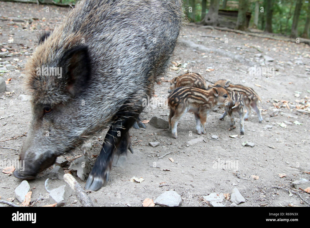 Keiler bache hi-res stock photography and images - Alamy