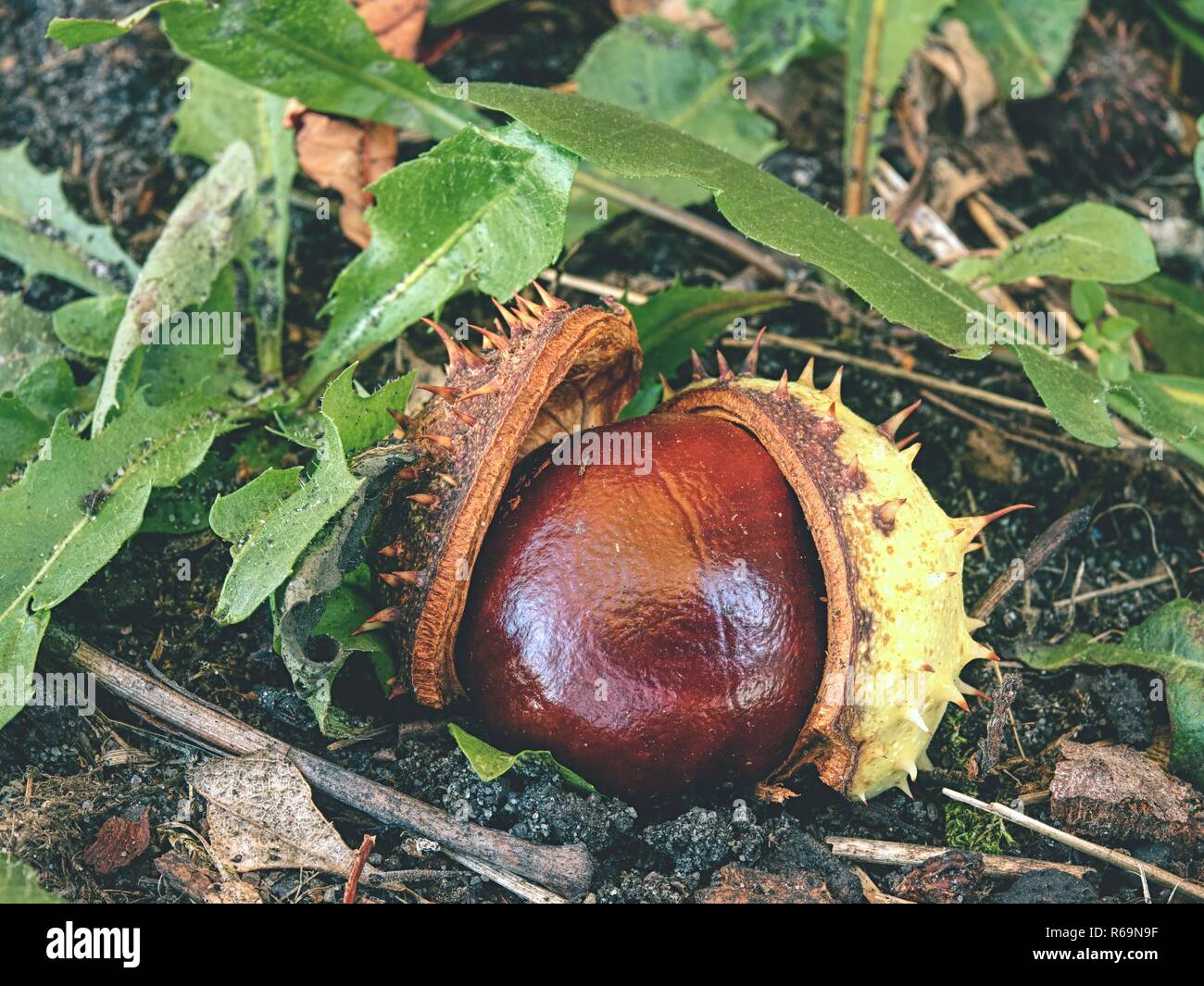 Chestnut kernels hi-res stock photography and images - Alamy