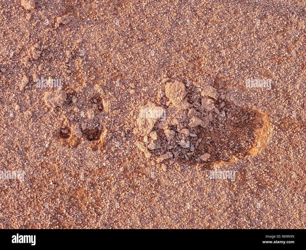 Footballer shoes footmark in the sports court surface. Footprints and ...