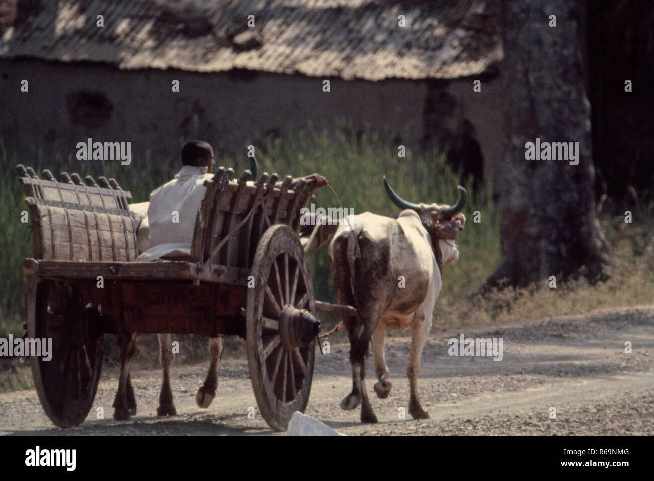 Bullock hi-res stock photography and images - Alamy