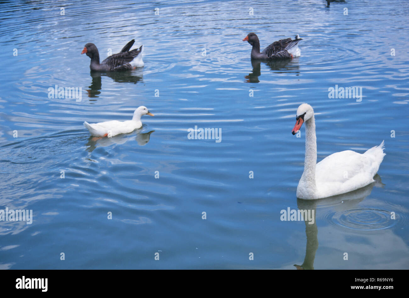 Swans india hi-res stock photography and images - Alamy