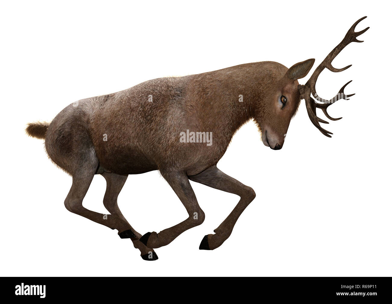 3D rendering of a male deer isolated on white background Stock Photo ...