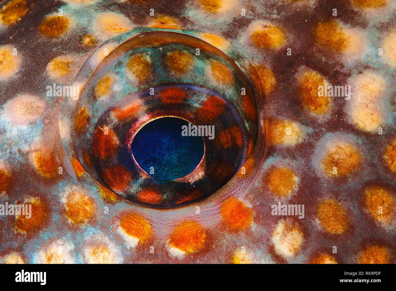 Siganidae High Resolution Stock Photography and Images - Alamy