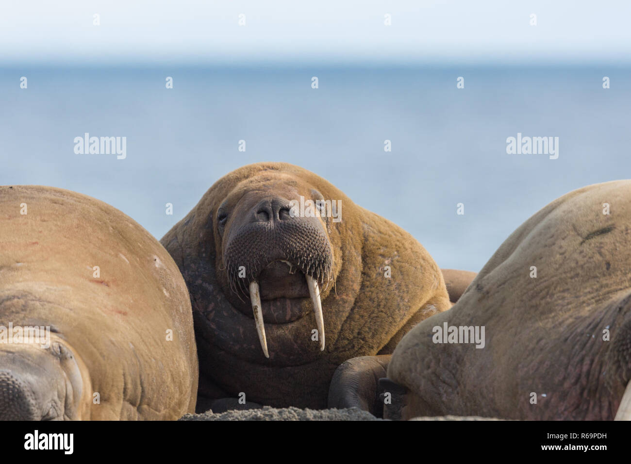 portrait natural arctic walrus colony (odobenus rosmarus), blue sea ...