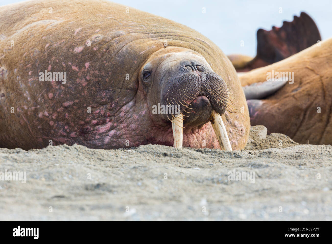 Walrus tusk hi-res stock photography and images - Alamy