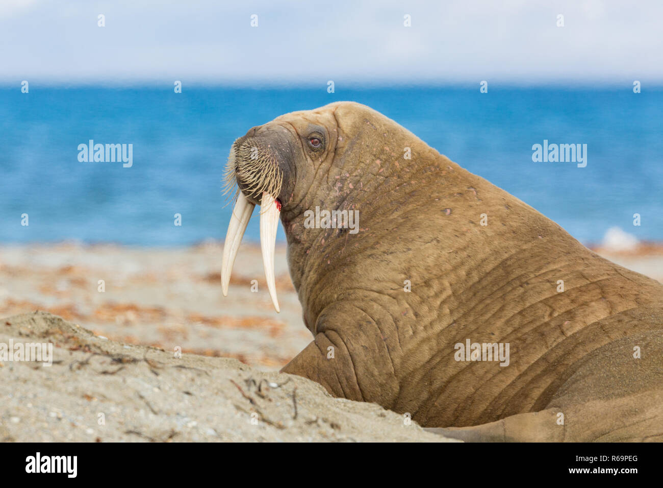 Walrus hi-res stock photography and images - Alamy