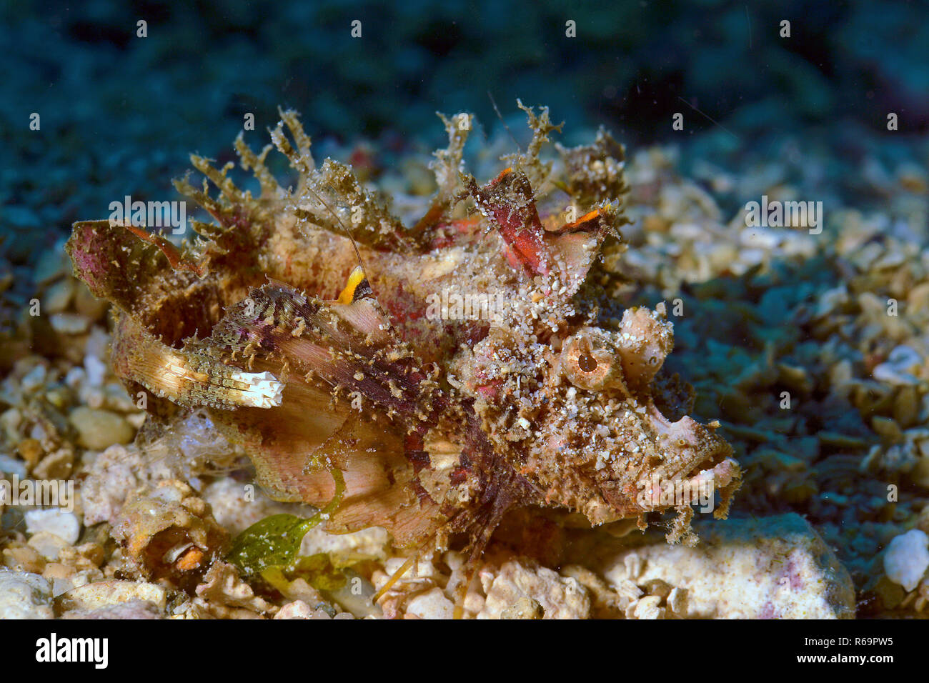 Ghoul Fish High Resolution Stock Photography and Images - Alamy