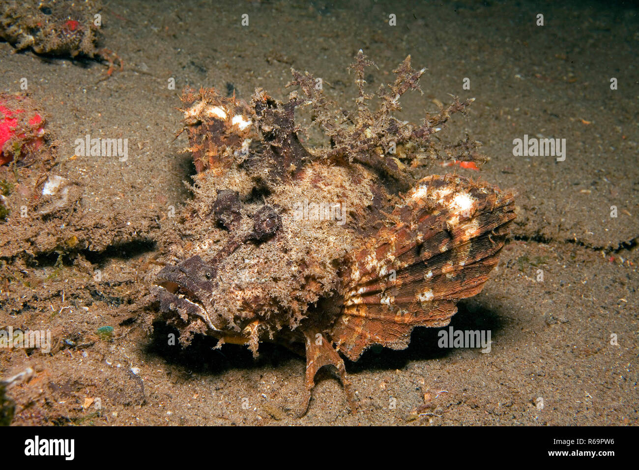 Demon Fish High Resolution Stock Photography and Images - Alamy