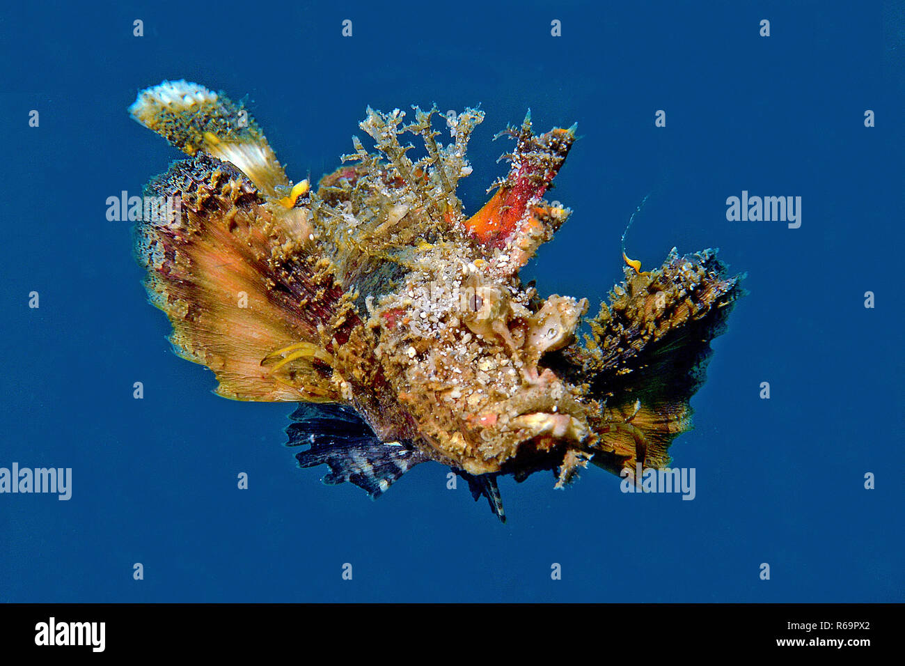 Ghoul Fish High Resolution Stock Photography and Images - Alamy