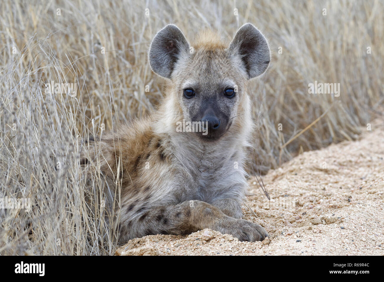 Crocuta crocuta kruger face head hi-res stock photography and images ...