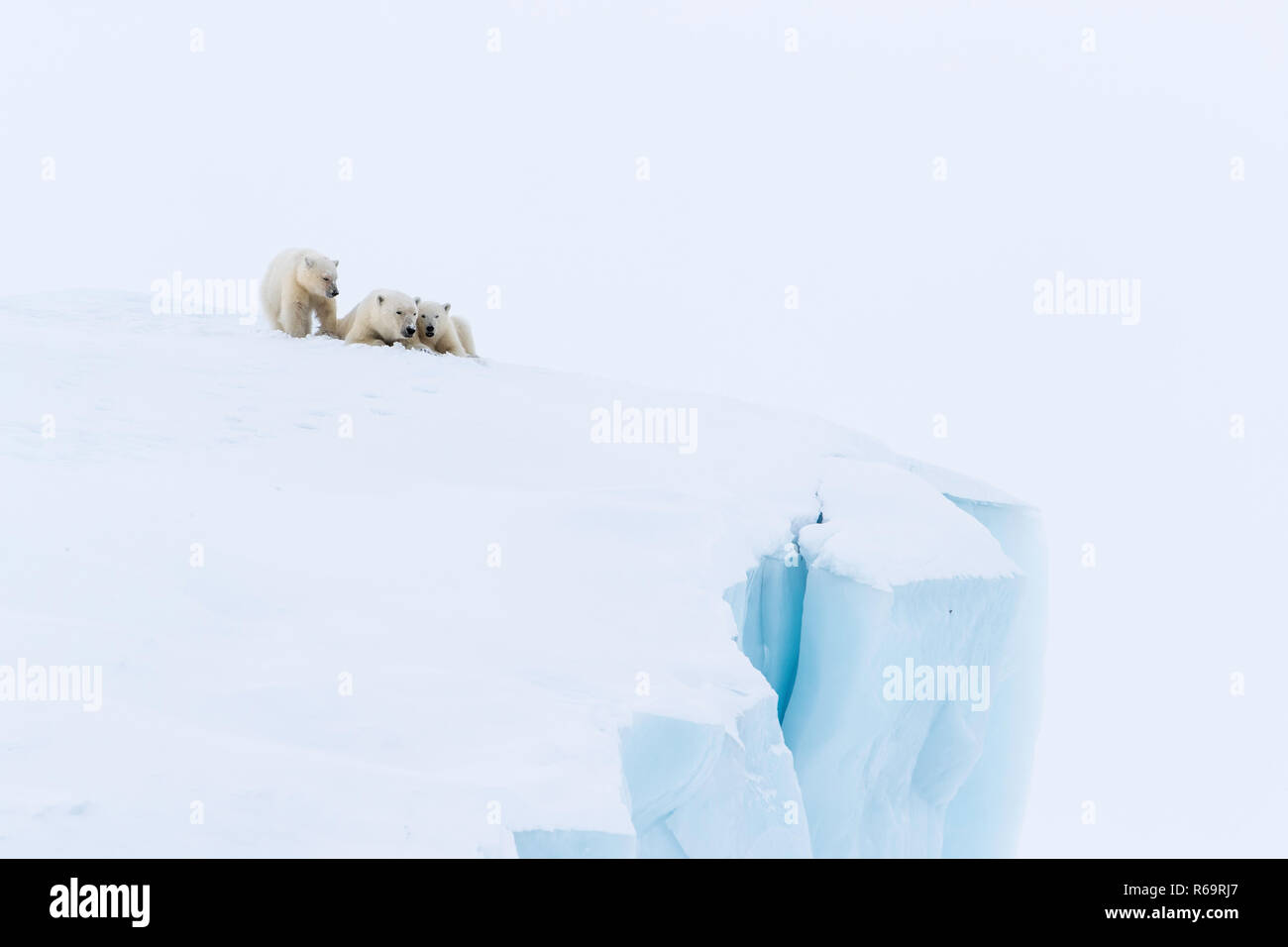 Polar bears (Ursus maritimus), mother animal and two young cubs, three ...