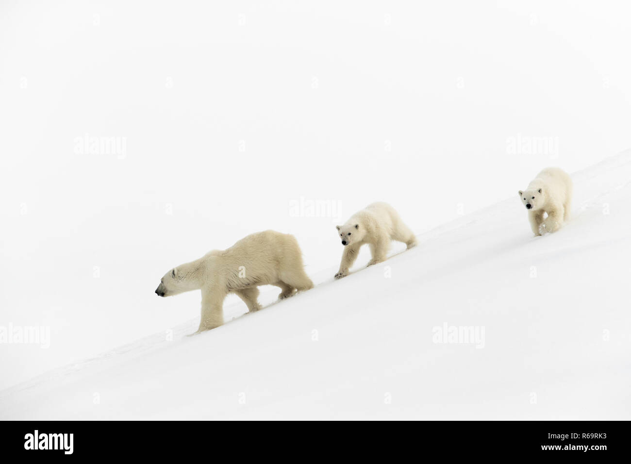 Polar bears (Ursus maritimus), mother animal and 15 months old cubs ...