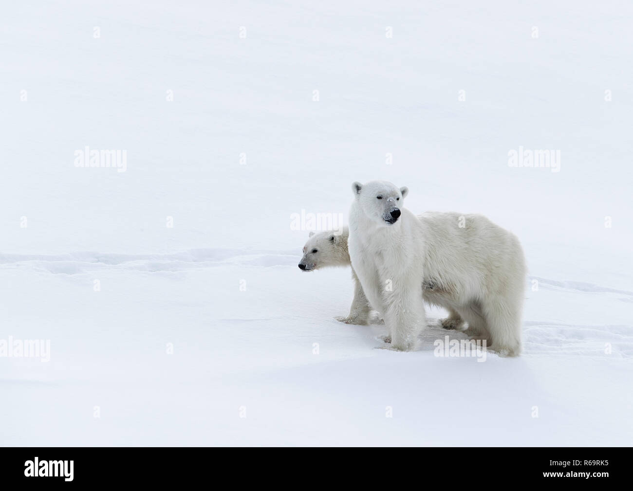 Polar bears (Ursus maritimus), mother animal and a year old (15 months ...