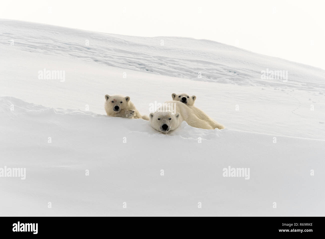 Polar bears (Ursus maritimus), mother animal and two cubs, 15 months ...