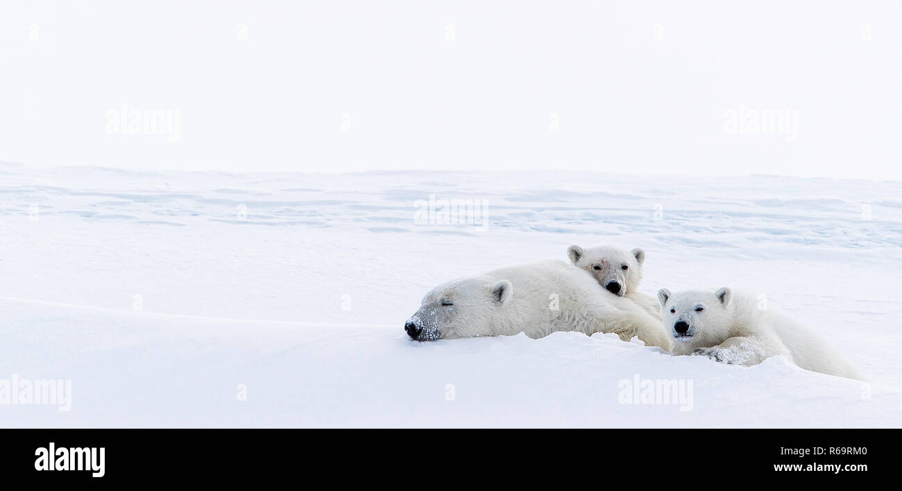 Polar bears (Ursus maritimus), mother animal and two cubs, 15 months ...