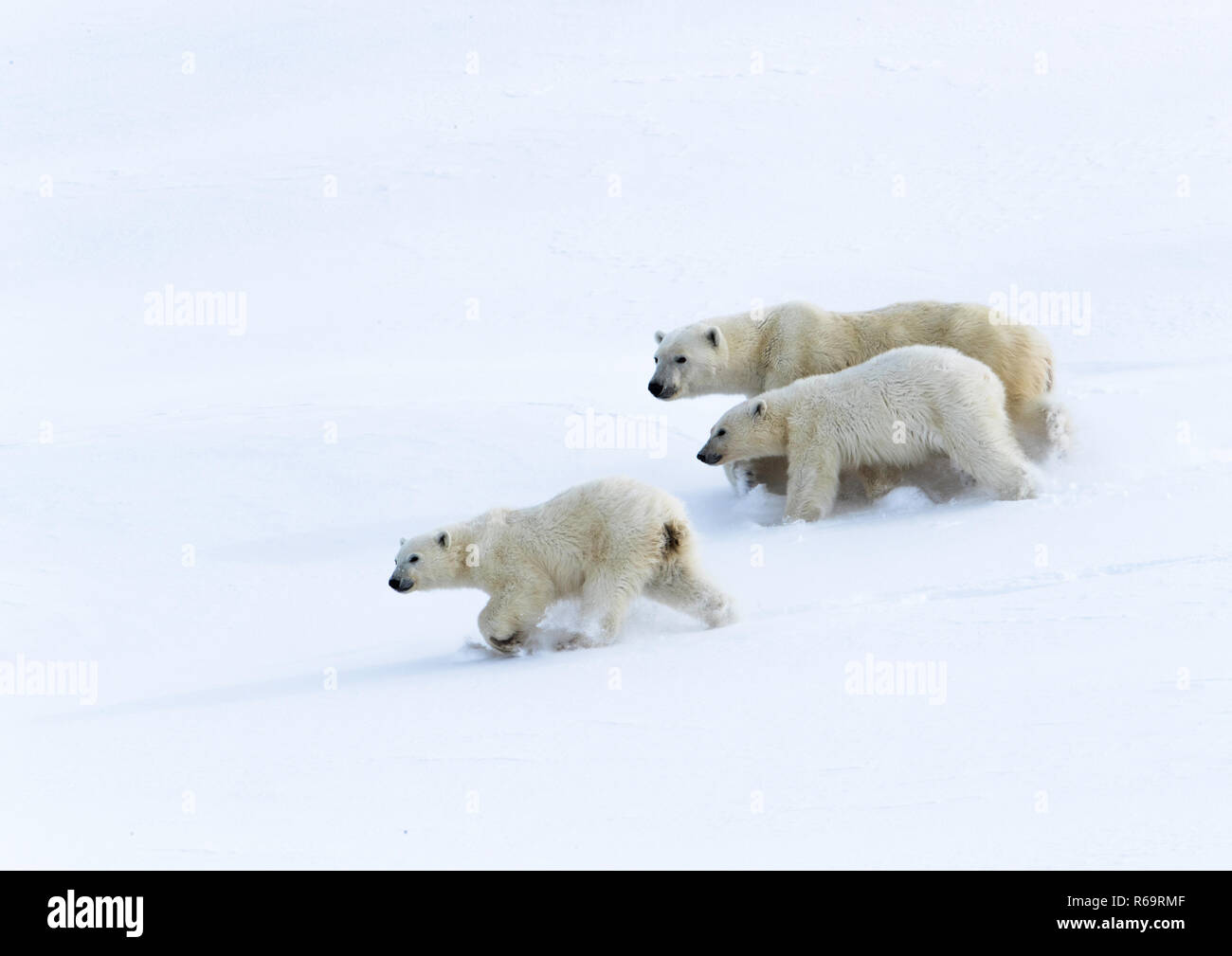 Polar bears (Ursus maritimus), mother animal and 15 months old cubs ...