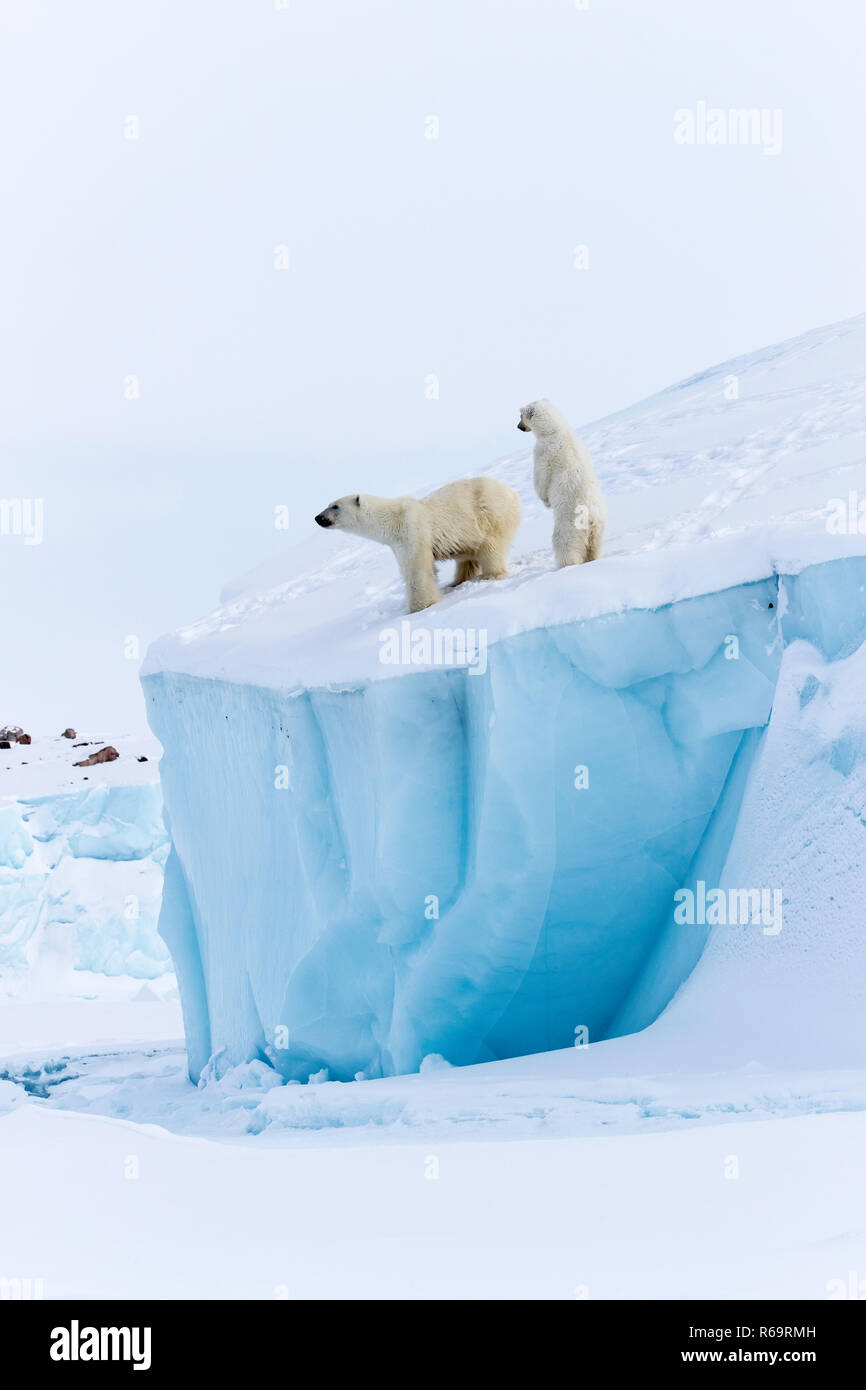 Polar bears (Ursus maritimus), mother animal and a 15 month old cub on ...