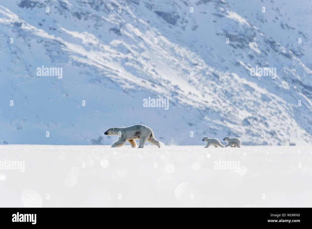 Polar bears (Ursus maritimus), mother animal and three months old cubs ...