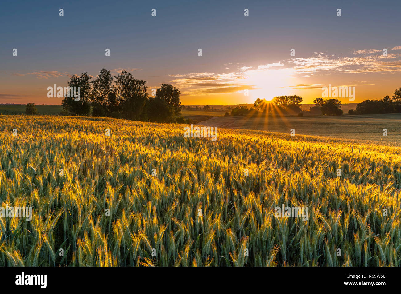 A beautiful summer sunrise in a rural landscape with golden grain ...