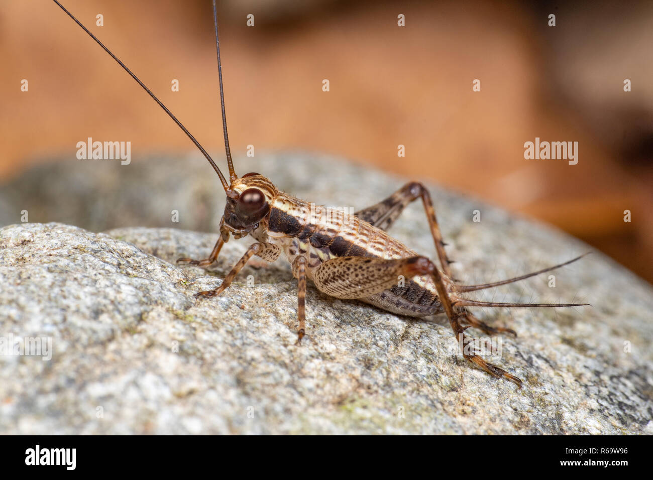 True cricket gryllidae queensland australia hi-res stock photography and images - Alamy