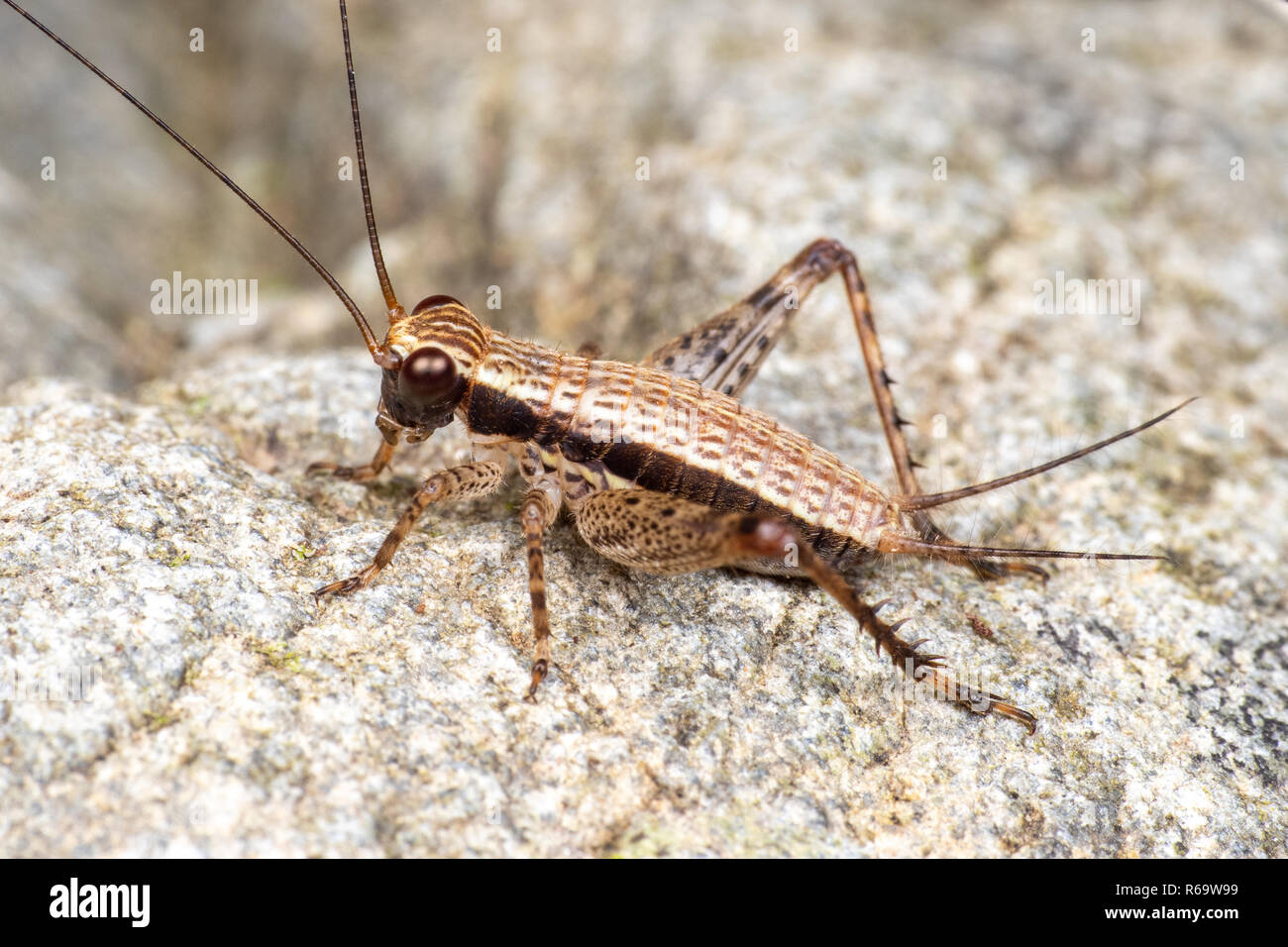Striped true cricket (gryllidae) foraging on a rainforest floor in ...