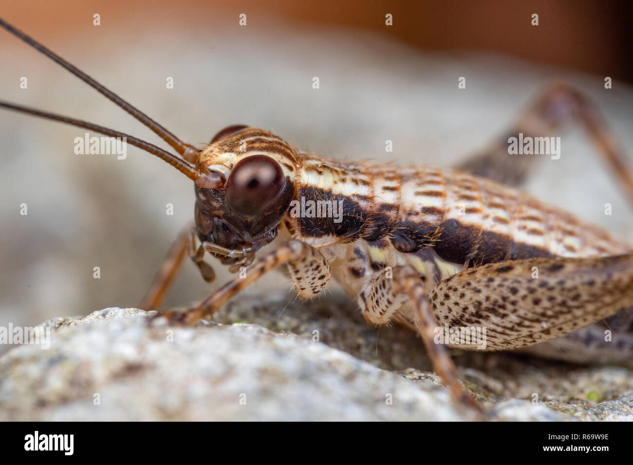Face portrait of a striped true cricket (gryllidae) foraging on a ...