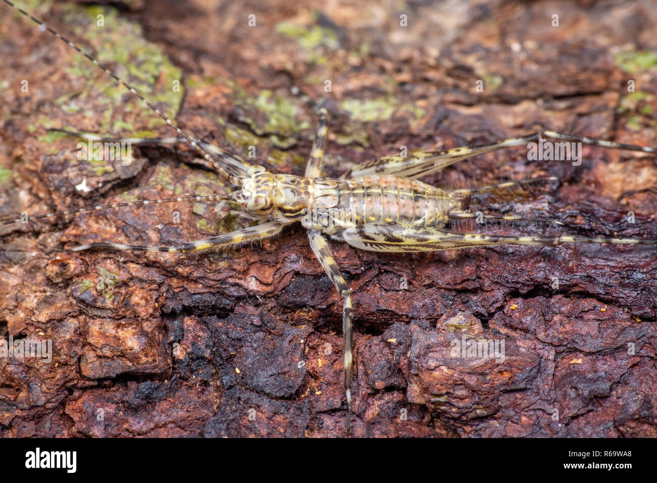 Young juvenile spiny katydid camouflaged against tree in the rainforest ...