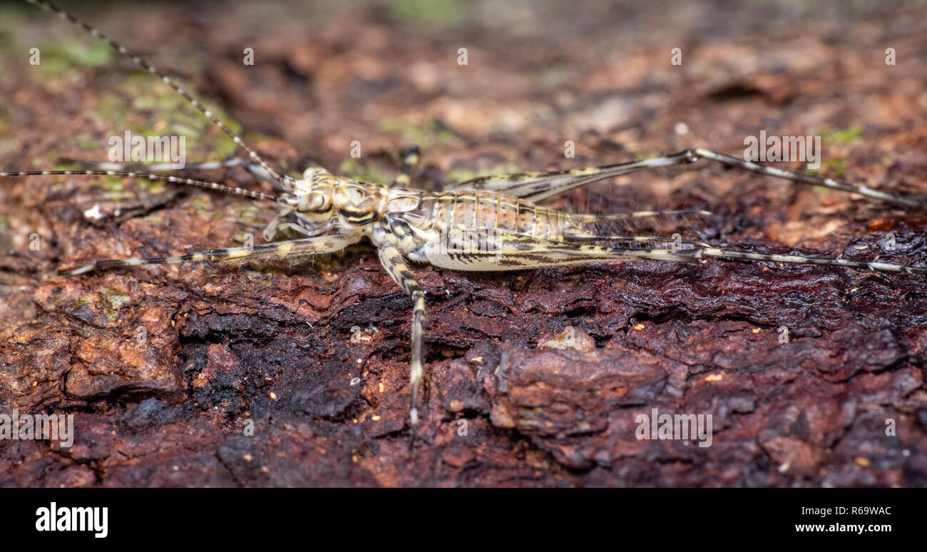 Young juvenile spiny katydid camouflaged against tree in the rainforest ...
