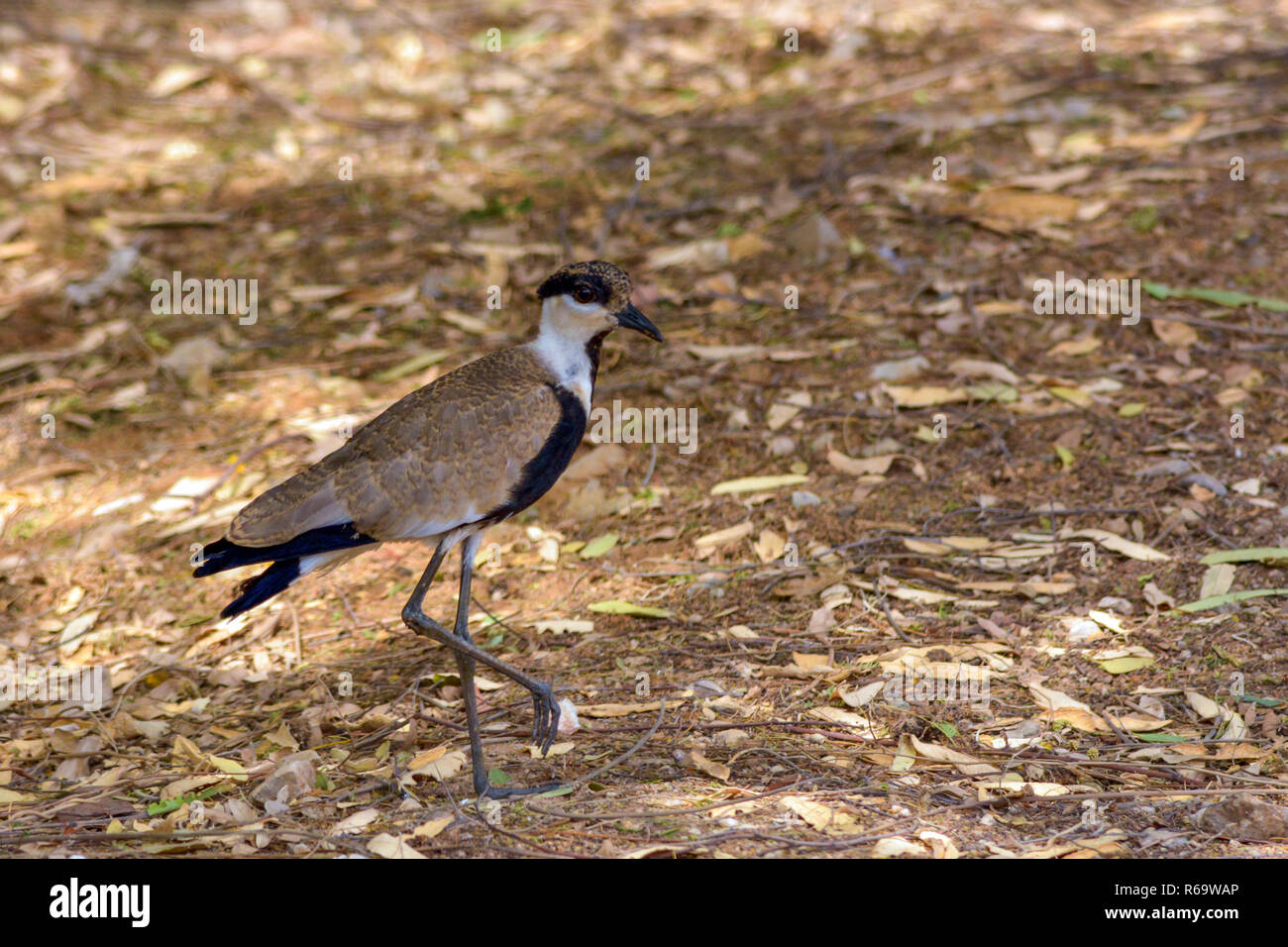 Black winged lapwing hi-res stock photography and images - Alamy