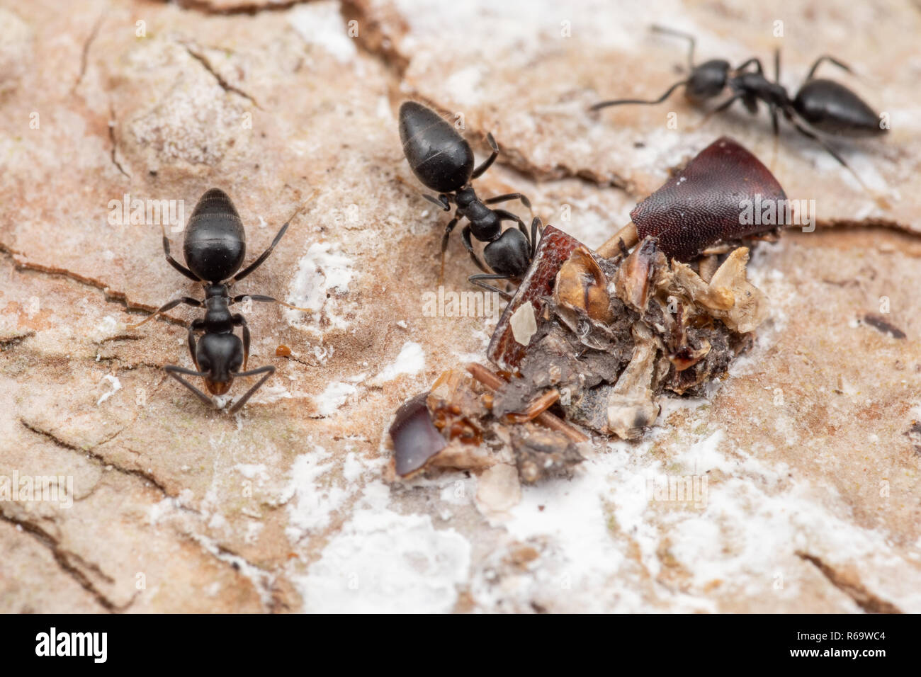 Invasive ants Technomyrmex albipes (white-footed ant) foraging and ...