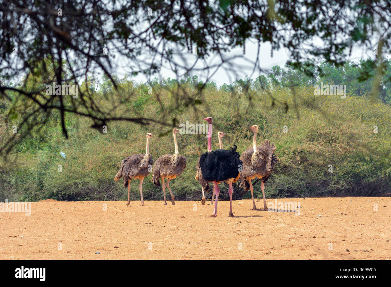 Common ostrich male and female group Stock Photo - Alamy