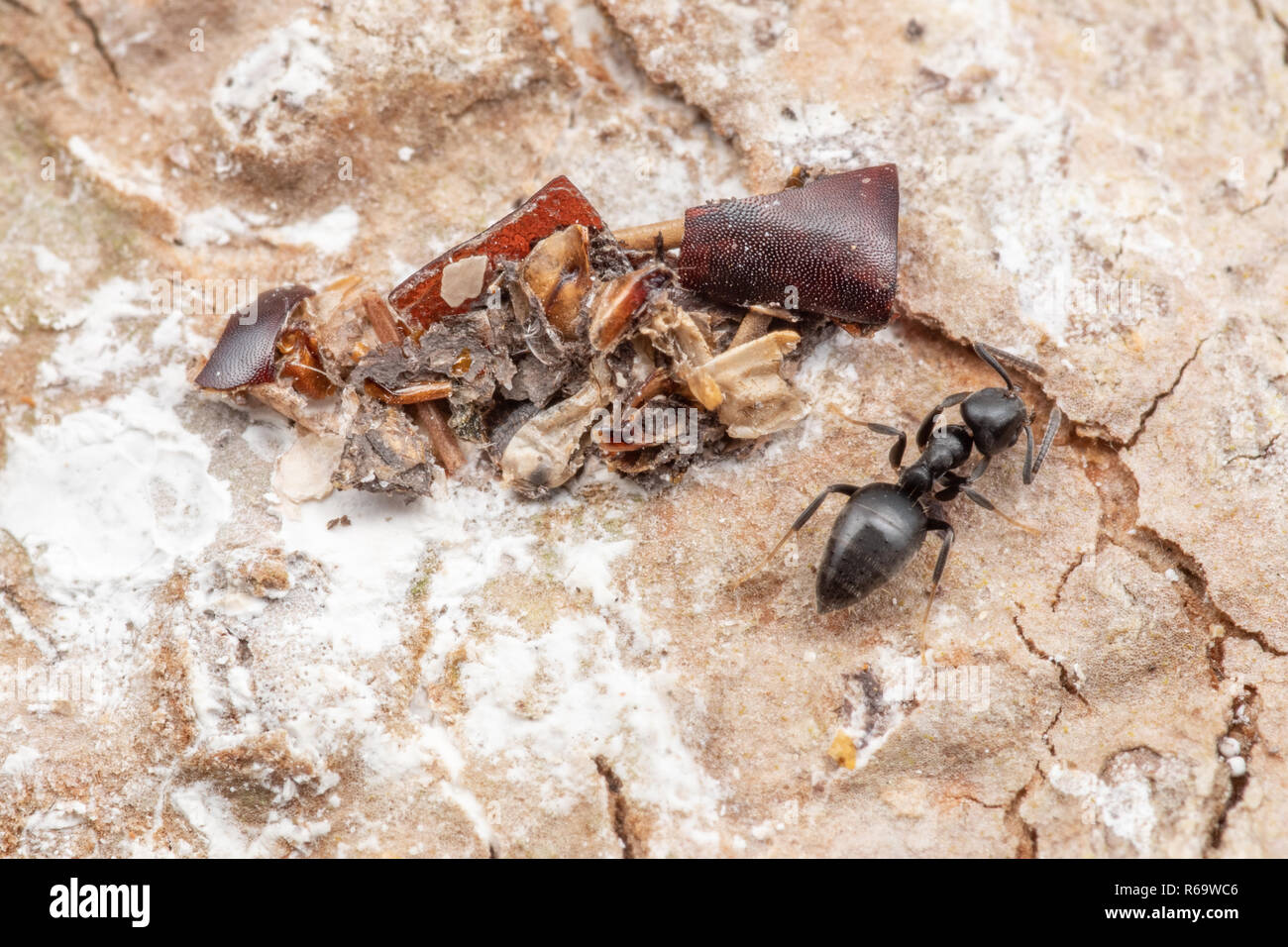 White Footed Ants