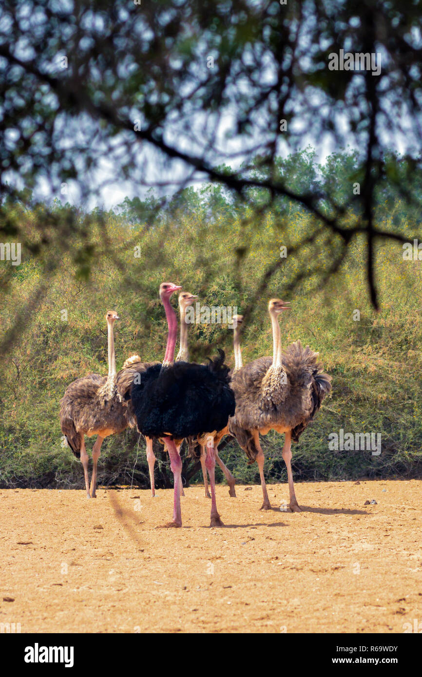 Common ostrich male and female group Stock Photo - Alamy