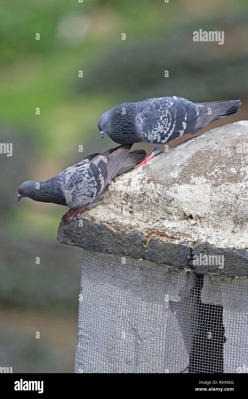 Sri lankan pigeon hi-res stock photography and images - Alamy