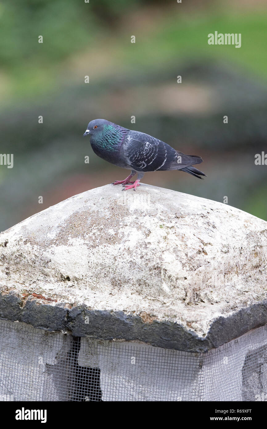 Feral Pigeon (Columba livia Stock Photo - Alamy