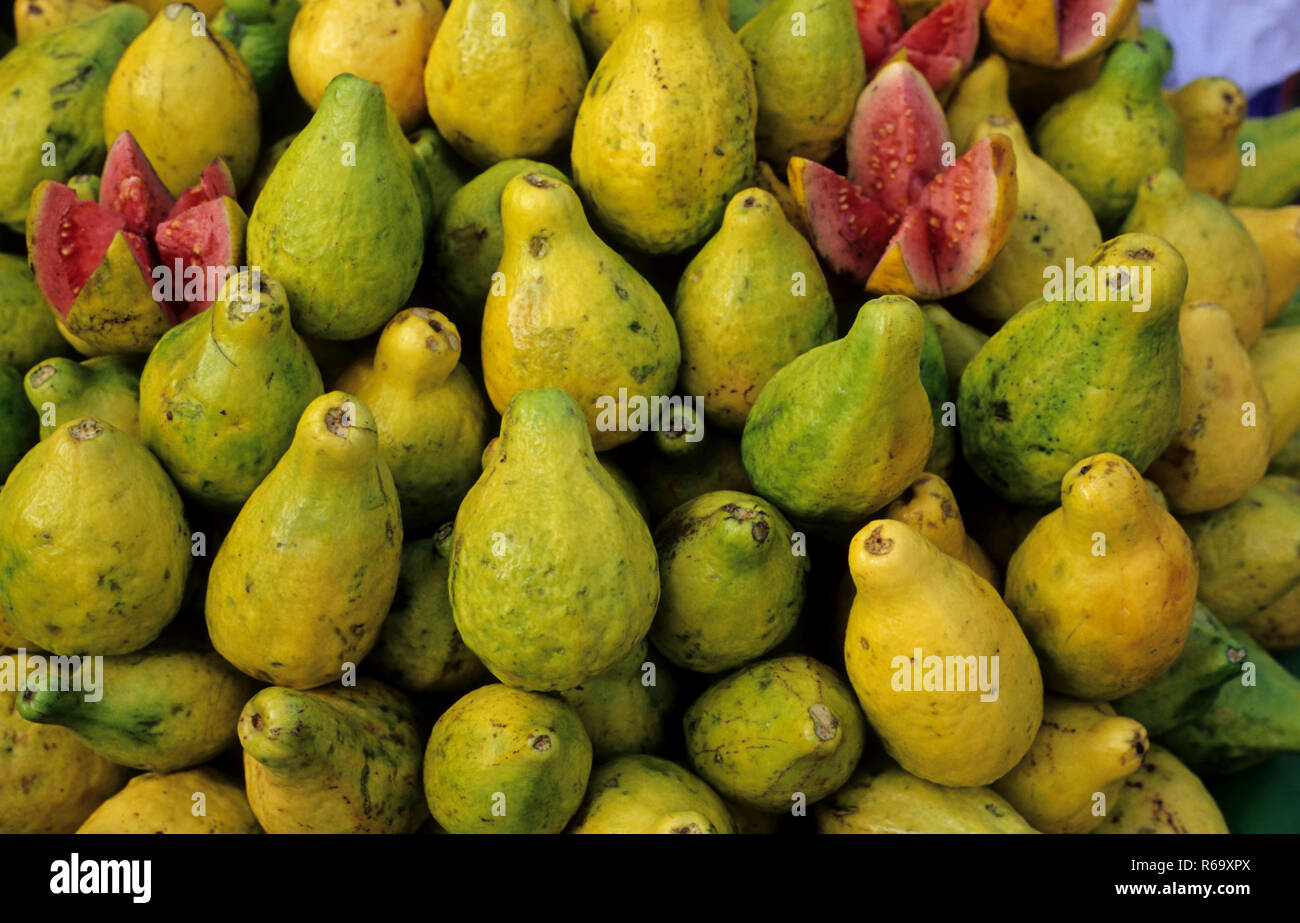 India Guava Fruits High Resolution Stock Photography and Images - Alamy