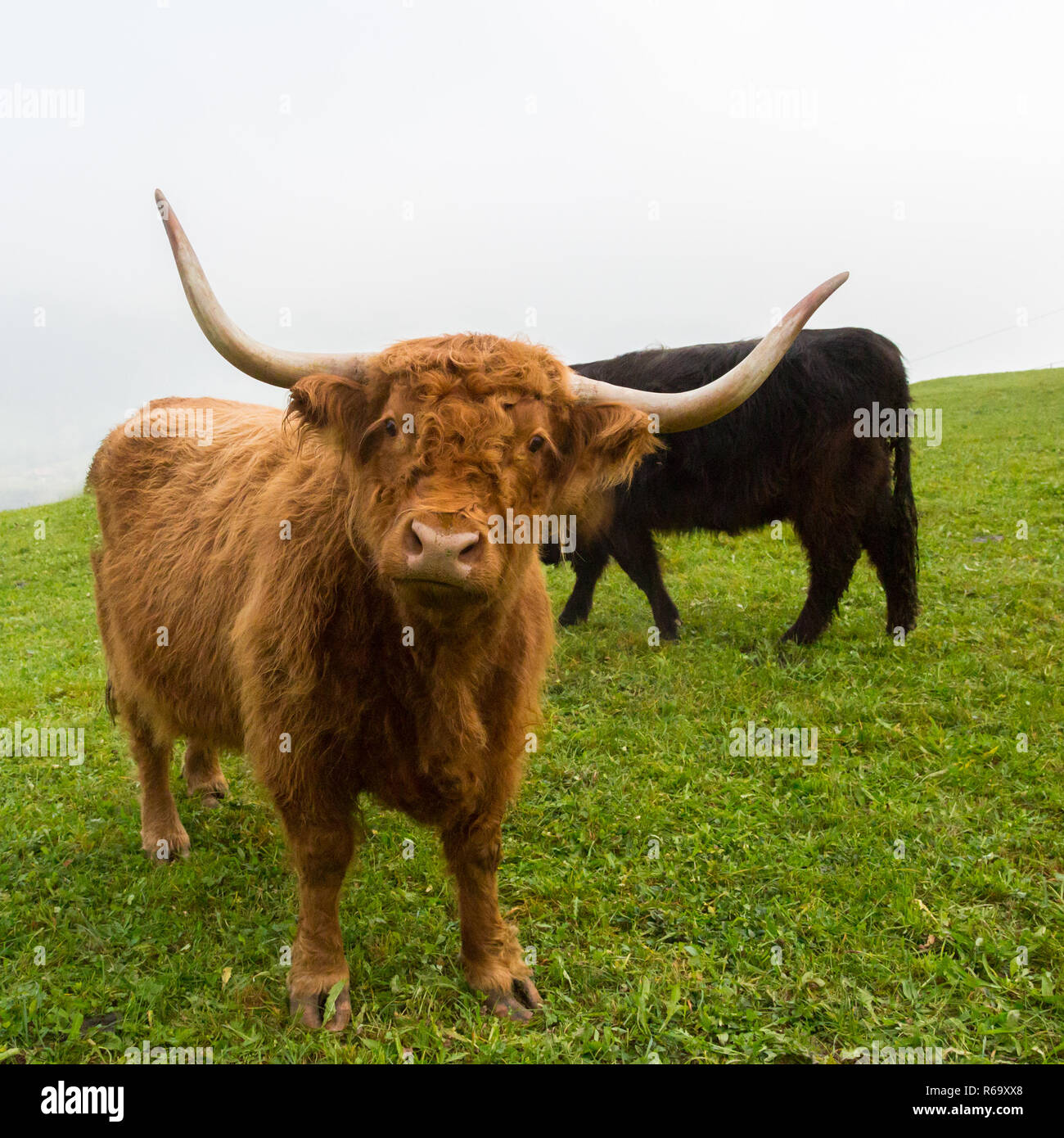 Scottish highland beef hi-res stock photography and images - Alamy